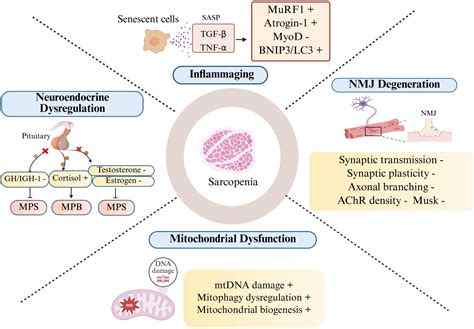 Frontiers Gut Muscle Axis Crosstalk In Age Related Sarcopenia