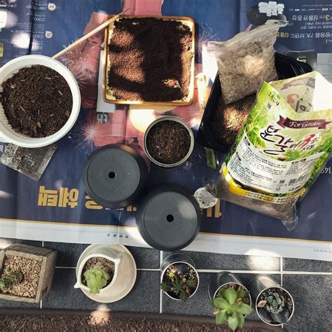 The Comprehensive Guide To Repotting Succulents