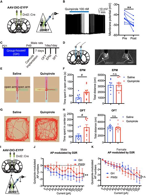 Dorsal Bnst Drd2 Neurons Mediate Sex Specific Anxiety Like Behavior