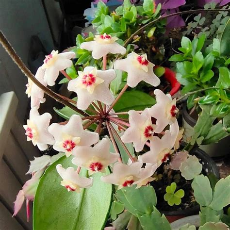 极难养死的4种花，绿萝只排最后一名，能养死算你牛！开花养护铁线蕨