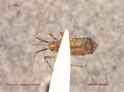 Phytocoris