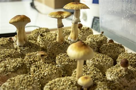 Coloradans Voted To Legalize Psilocybin Whats Next