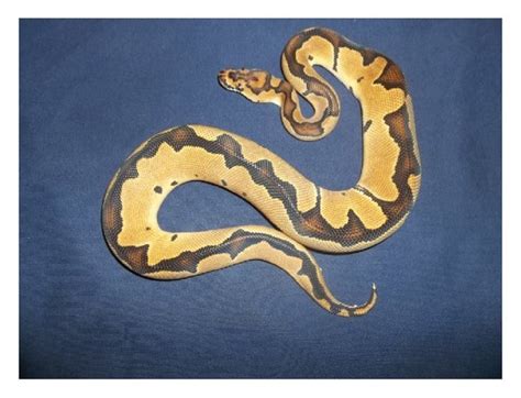 Color And Pattern Phenotypes In Ball Pythons Part 2 Observed Download Scientific Diagram
