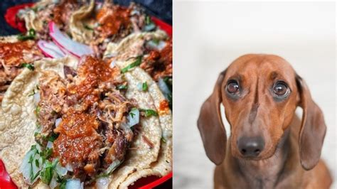 Cómo Reconocer Si Estás Comiendo Carne De Perro En Los Tacos