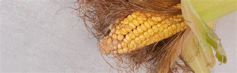 Aeshwarg Anywhere Anytime Natural Dry Corn Silk Cornsilk Corn Hair
