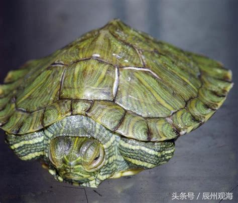 養龜丨烏龜想要健康成長只要記住光與熱 每日頭條