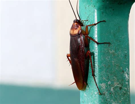 Boxelder Bugs In Utah Facts And How To Control An Infestation Of This Pest