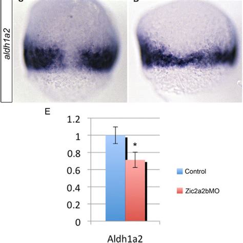 Zic2a and Zic2b depletion causes down-regulation of the... | Download ...
