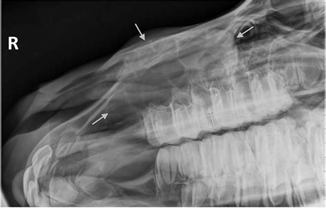 Figure 2 From Maxillary Unicystic Ameloblastoma In A 6 Week Old Filly