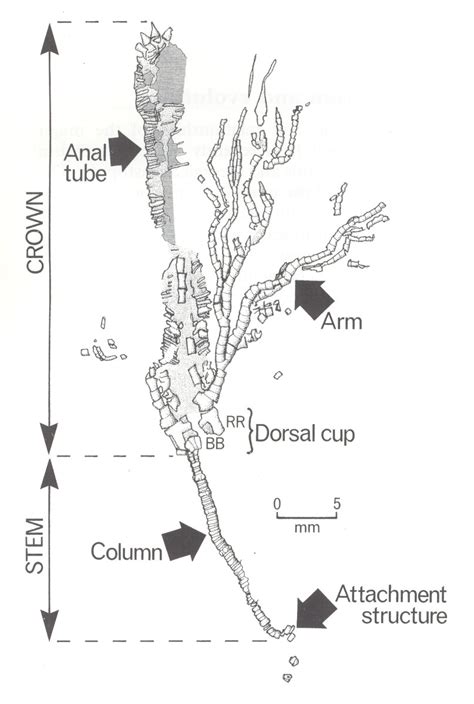 The Disparids Weird And Weedy Crinoids Of The Palaeozoic Deposits