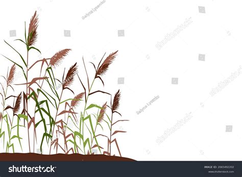 Colored Silhouette Reeds Sedge Cane Bulrush Stock Vector Royalty Free