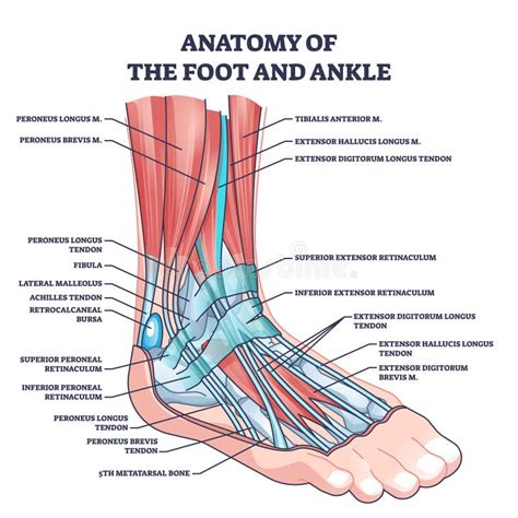 Foot Skeleton Names Bones Stock Illustrations 17 Foot Skeleton Names
