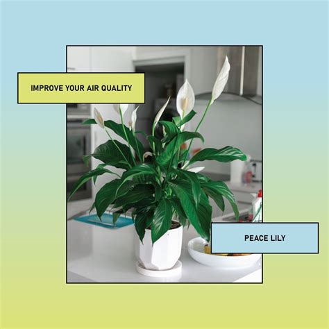 Opendoor Barbara Bodnar