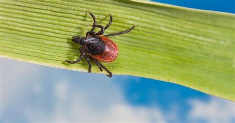Carey Campbell On Linkedin A Rare Tick Borne Disease Is Spreading In