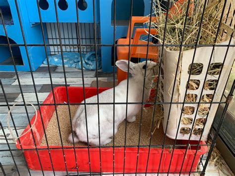 Hay For Rabbits The Rabbit Sanctuary