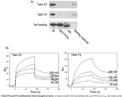 Figure 1 From The Phosphotyrosine Binding Like Domain Of Talin