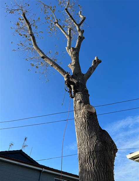 Tree Work Masterscape