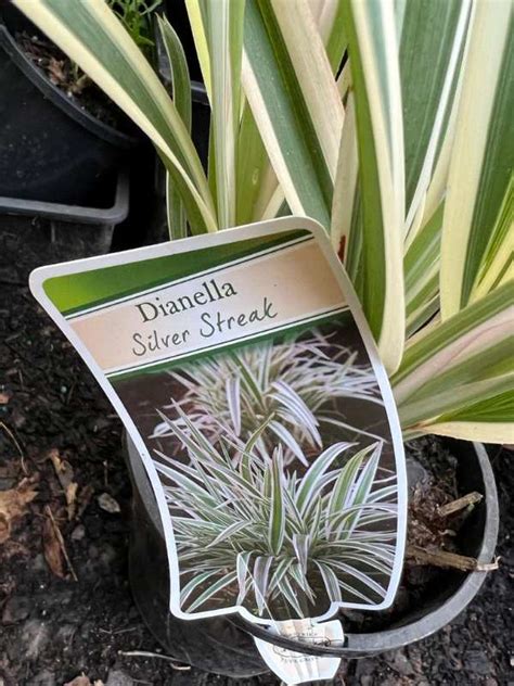 Dianella Tasmanica Silver Streak Neth Green