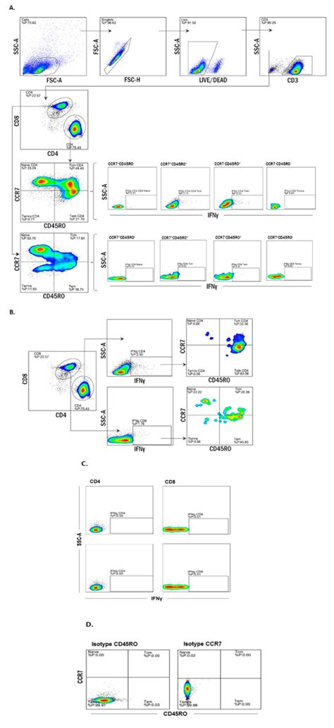 A Pbmc Based System To Assess Human T Cell Responses To Influenza