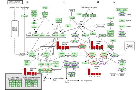 Cell Cycle Related Genes Highlighted In The Ed18 Intestinal Villi Kegg