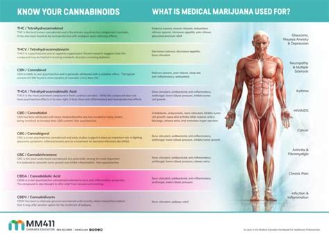 Know Your Cannabinoids Infographic Poster 18 X 24