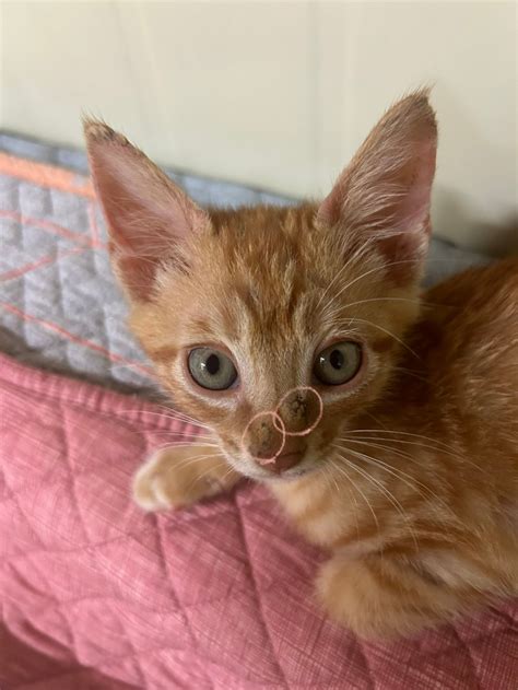 고양이 코와 눈 주변에 모기 물림 것처럼 지식in
