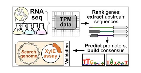 A Computational Framework For Identifying Promoter Sequences In