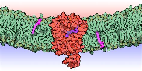 Lysosomes Structure