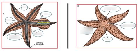 Phylum Echinodermata Classes