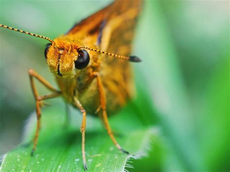 Wallpaper Moth Front View 1920x1080 Full Hd 2k Picture Image