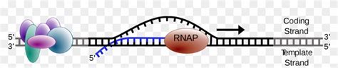 Elongation Phase Of Transcription Dna Full Size Png Clipart Images