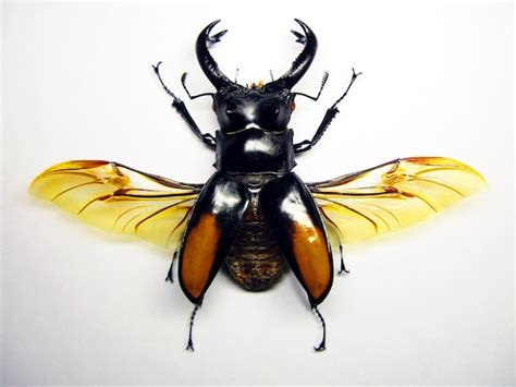 딱정벌레 흰색 절연입니다 확산 날개 Hexarthrius Parryi 매크로와 함께 거 대 한 사슴 Beelte 수집