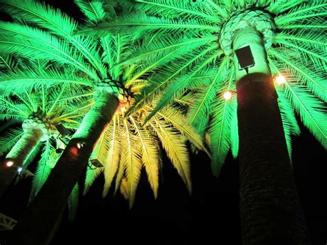Fotoğraf Ağaç Orman şube Gece Güneş ışığı Yaprak çiçek Botanik