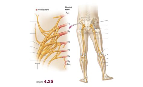 Lab 10 Sacral Plexuses Diagram Quizlet