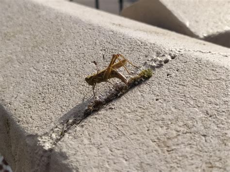 Grasshopper Trying To Lay Eggs In The Moss Rinsects