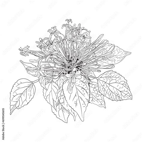 Bagawak Morado Clerodendrum Quadriloculare A Philippine Native Flowering Tree Ideal For Small