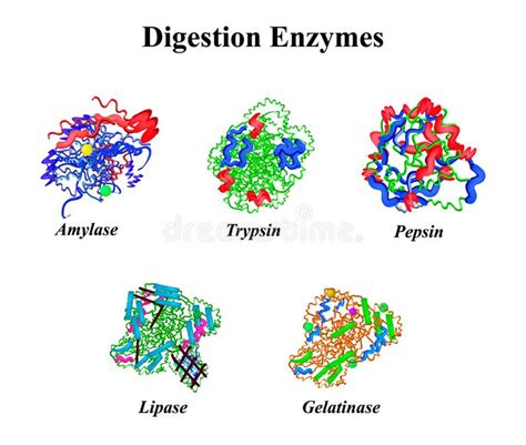Enzymes Stock Illustrations 2 353 Enzymes Stock Illustrations
