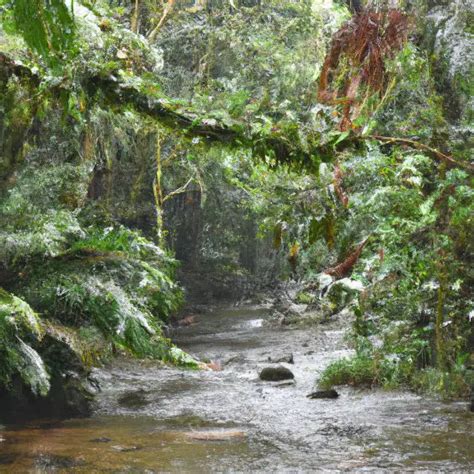 Daintree Rainforest Interesting Facts Information And Travel Guide