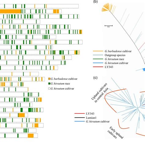 Genetic Constitution Of Ly343 A Introgression Chromosomal Segments