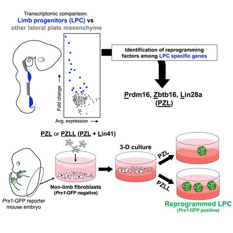 Direct Reprogramming Of Non Limb Fibroblasts To Cells With Properties Of Limb Progenitors
