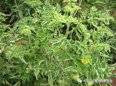 教你快速辨别真菌细菌病毒药害 知乎