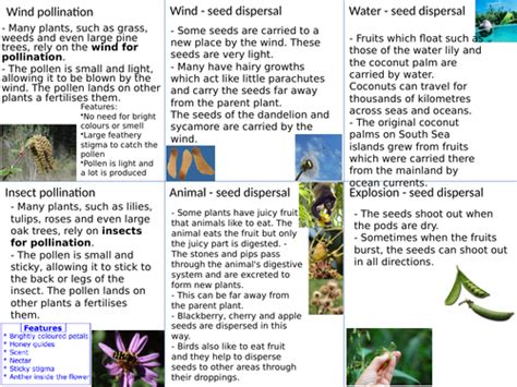 Plant Reproduction Sexual And Asexual Teaching Resources