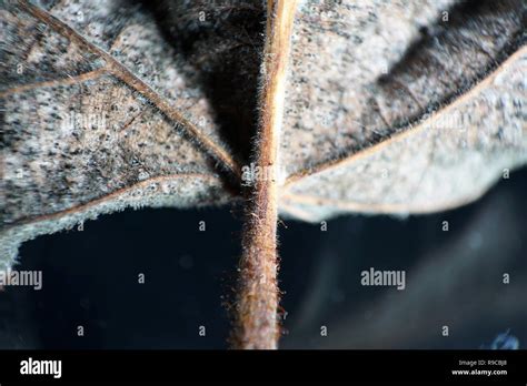 The Decomposition Of The Foliage Begins When The Leaves Are On The