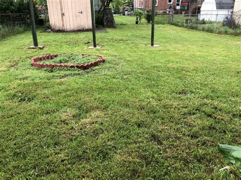 Beginner Any Tips To Fix My Lawn Lawn Care Forum