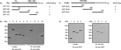 Mapping The Interaction Domains In Zta And Ku80 A Deletion Mutants