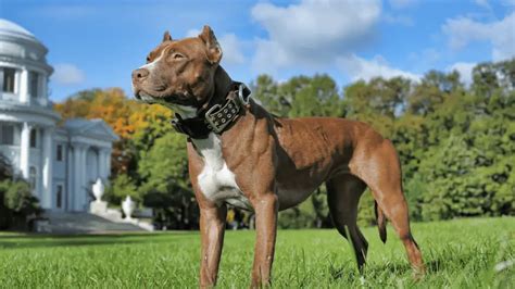 American Pit Bull Terrier Temperament