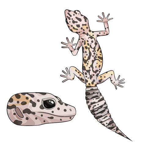 Premium Vector Vector Illustration Of An Eublepharis Leopard Gecko Mack Snow Premium Vector Vector Illustration Of An Eublepharis Leopard Gecko Mack Snow