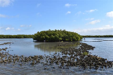 National Estuary Program Highlight Series Indian River Lagoon