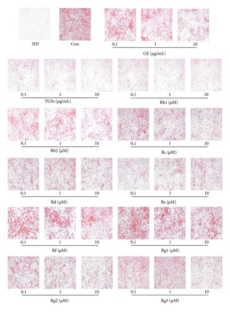 Effects Of Ge And Gss On Adipocyte Differentiation In 3t3 L1 Cells