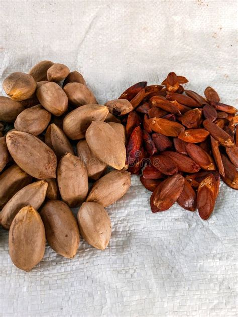 Kenari Nut Being Sun Dried Taken On Its Origin Banda Island Indonesia Stock Image Image Of